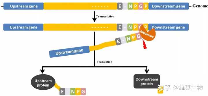载体构建中IRES和P2A如何选择？ - 知乎