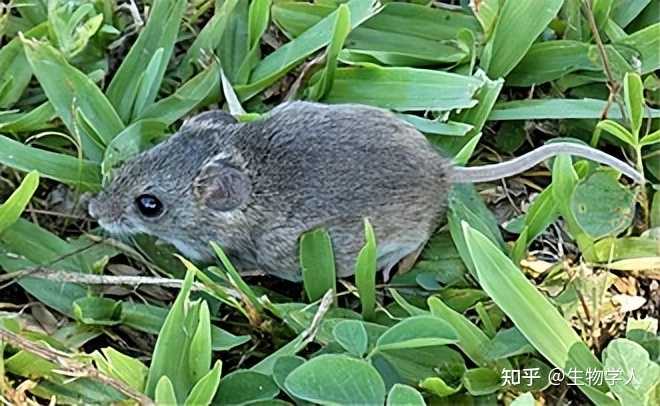 啮齿类动物是什么样的？ - 知乎