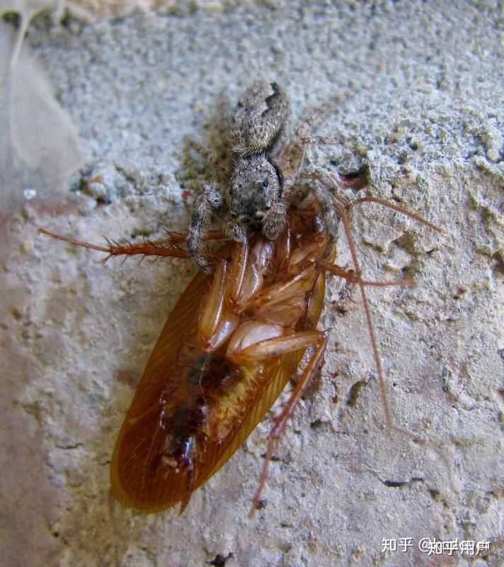在家养白额高脚蛛吃蟑螂靠谱吗? - 知乎