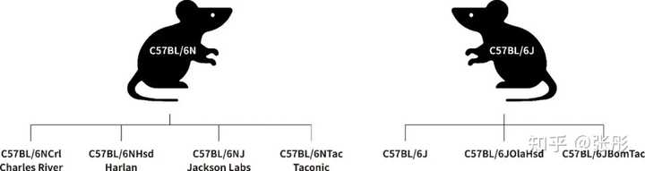 C57BL/6N还是C57BL/6J? - 知乎