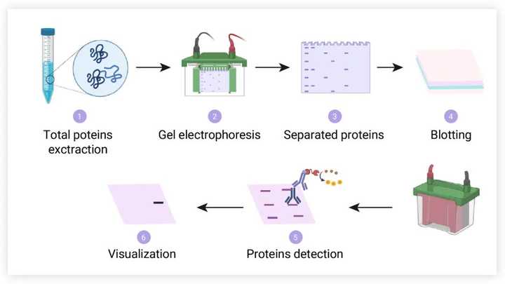 如何做 Western blot？ - 知乎