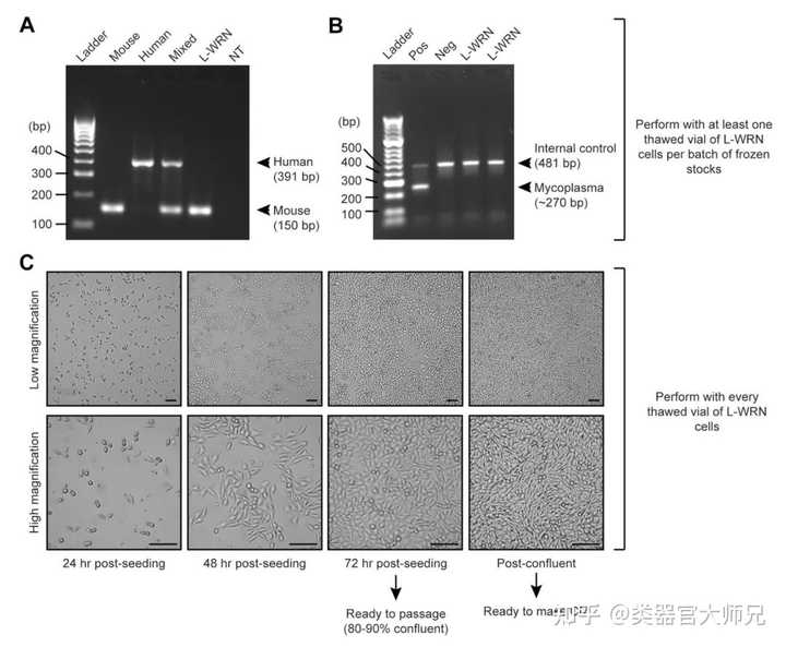 LB培养基和NA培养基到底有啥区别？ - 知乎