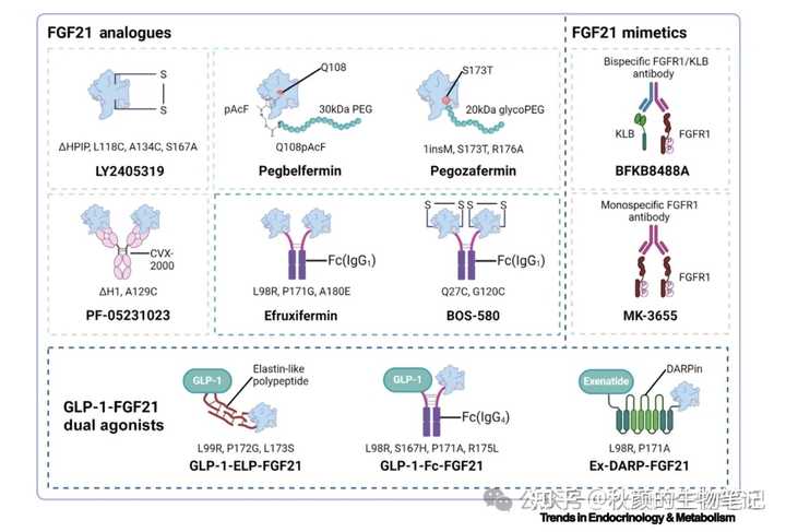 什么是成纤维细胞生长因子21(FGF-21)？ - 知乎