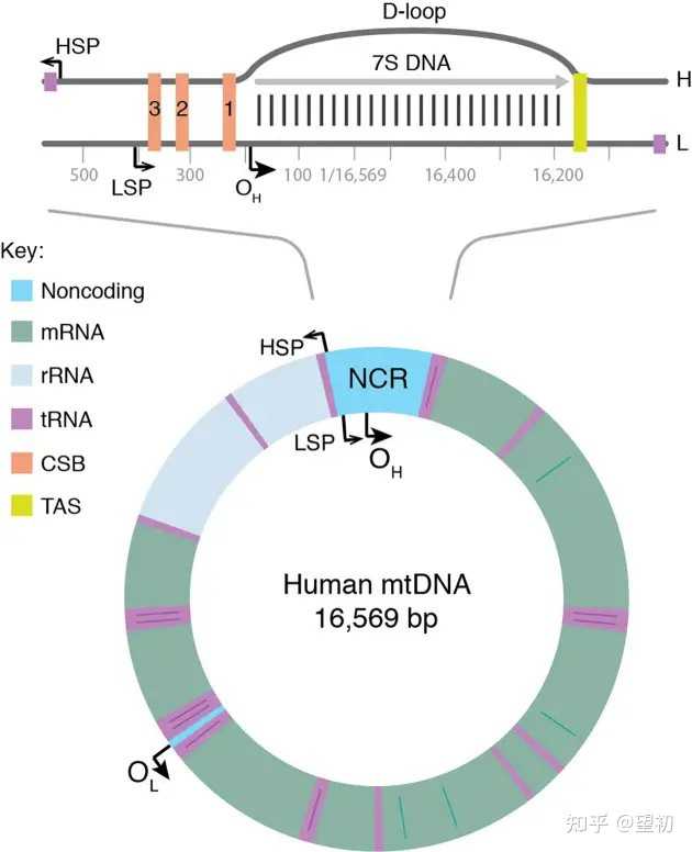 mtdna 的复制时机跟核 dna 有何不同？ - 知乎