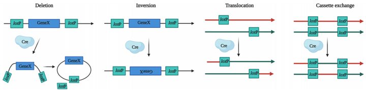 常见的Cre-LoxP系统有哪些？ - 知乎