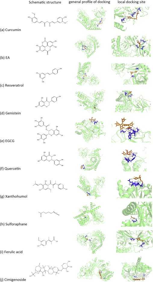 什么是 Notch 信号通路？ - 知乎