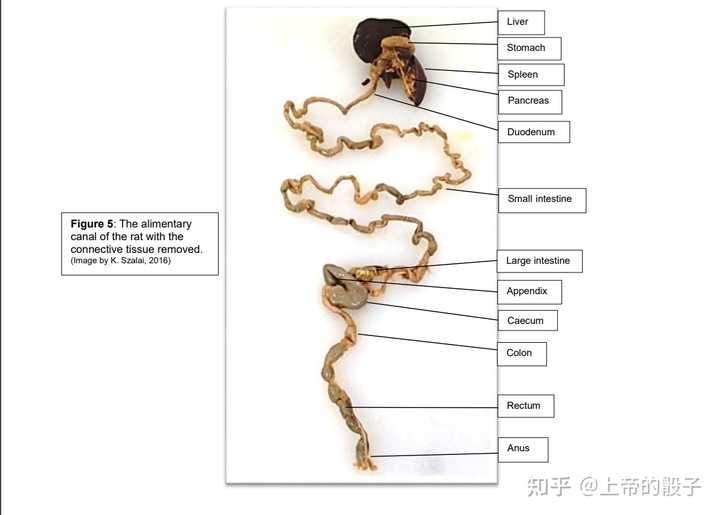 求大鼠解剖图，把包括大脑、器官、骨头之类的？ - 知乎
