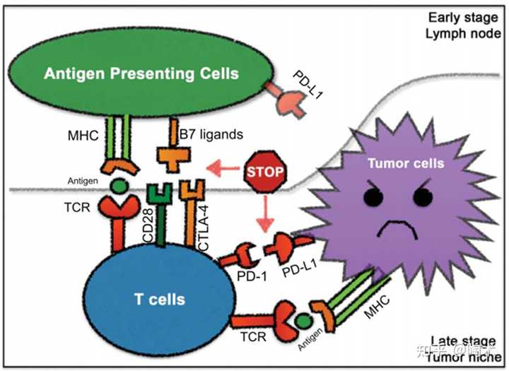 免疫检查点（Immune checkpoint）的功能是什么？ - 知乎