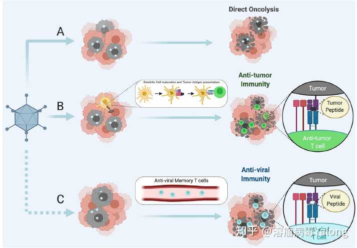 中国生物公布晚期肝癌治疗新进展，称「溶瘤病毒药物 VG161 临床效果显著」，这一成果意味着什么？ - 知乎