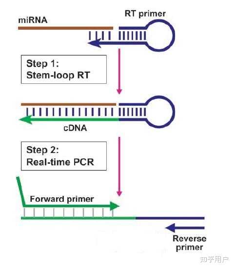 RT-PCR的原理是什么？有何用途？ - 知乎