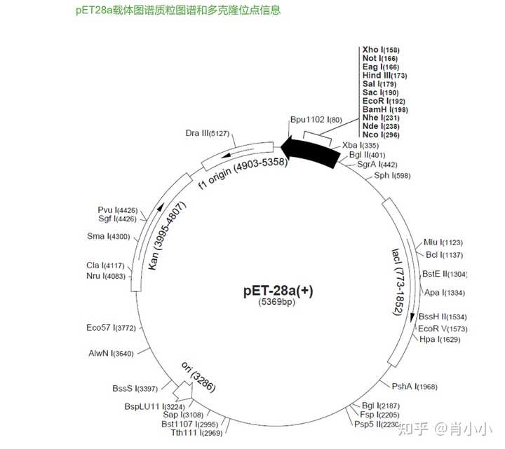 如何使用一个质粒载体同时表达两个基因？ - 知乎