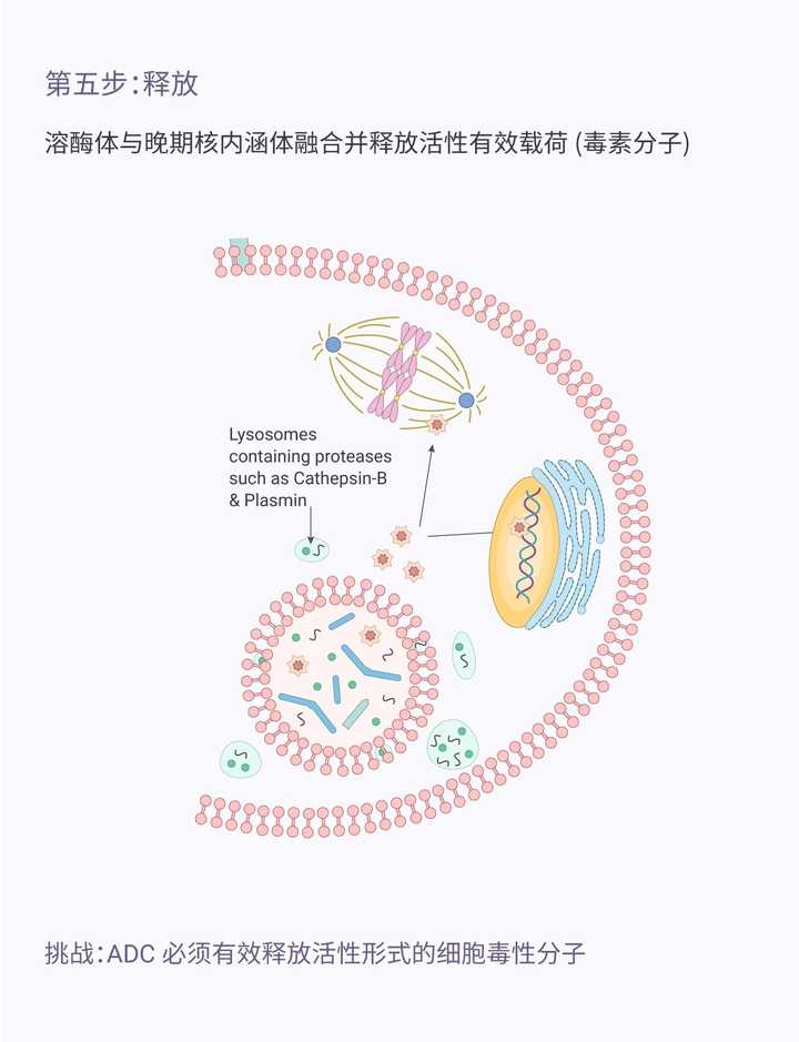 什么是抗体偶联药物 ADC？ - 知乎