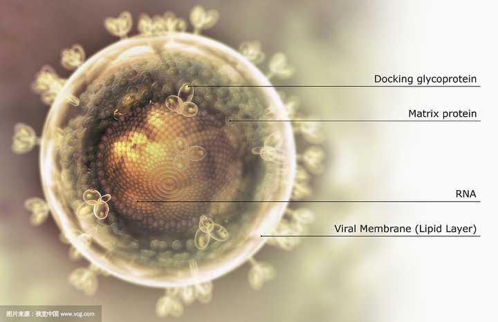 HIV病毒在侵染细胞的时候，蛋白质外壳为什么会进入细胞？ - 知乎