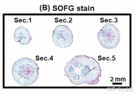 请问sofg染色（Safranin O fast green）的对象是什么？具体机理是？ - 知乎