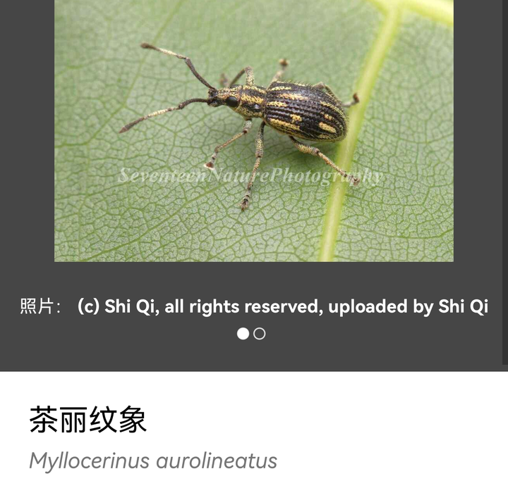 这些是什么昆虫，好多最近，求如何消杀？ - 知乎