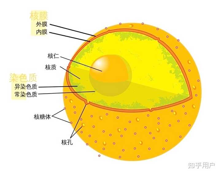什么是核膜？ - 知乎