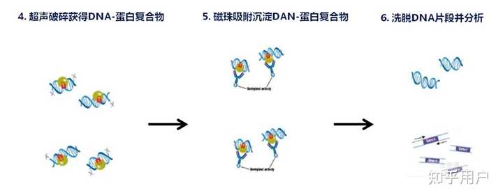 能讲解一下ChIP qPCR实验的详细步骤吗? - 知乎