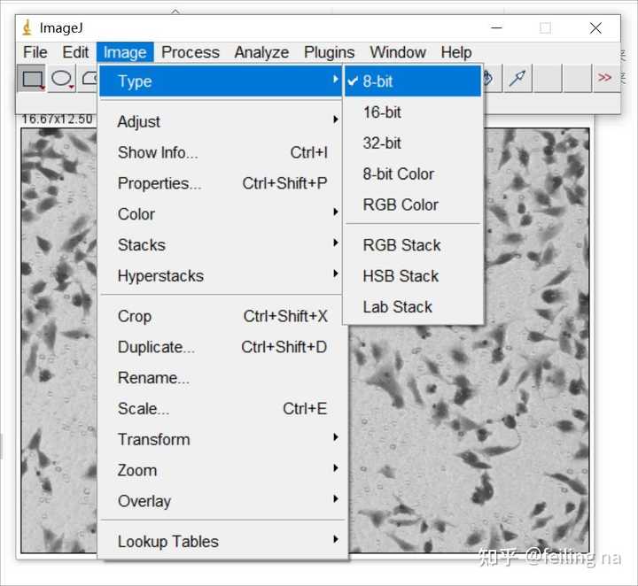 有哪些实用的ImageJ使用技巧？ - 知乎