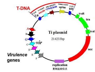 农杆菌转化法中，Ti质粒中的T-DNA是如何插入目标染色体的DNA中的？ - 知乎