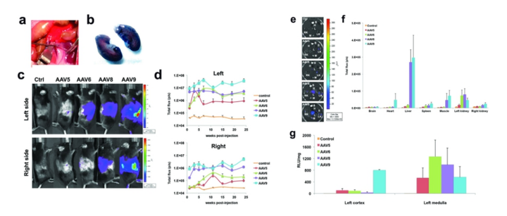肾脏AAV注射方式有哪几种？ - 知乎