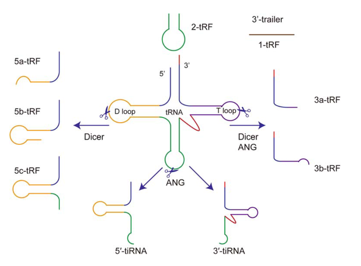 觅瑞启动全球首个 cfRNA 结合 cfDNA 多组学泛癌种早筛研究 CADENCE 项目，有何意义？ - 知乎