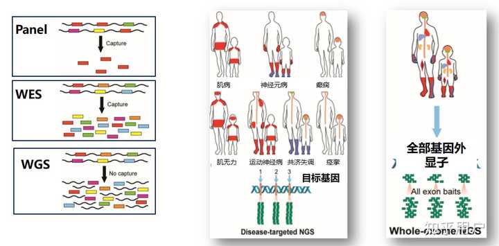 什么是WES技术（什么是全外显子组测序）？ - 知乎
