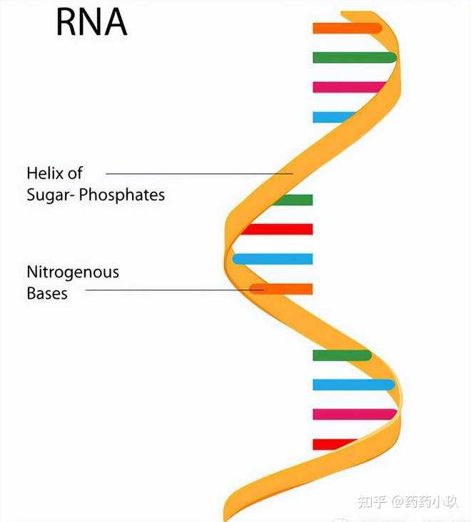 DNA和RNA的化学组成是什么？ - 知乎
