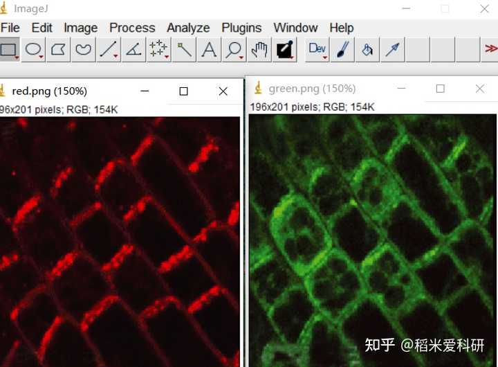 如何用imageJ做merge图? - 知乎