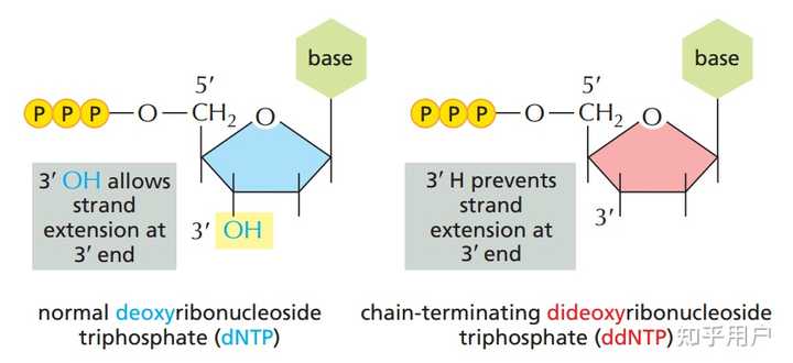 dntp去掉2个磷酸基团后是构成什么的基本单位? - 知乎
