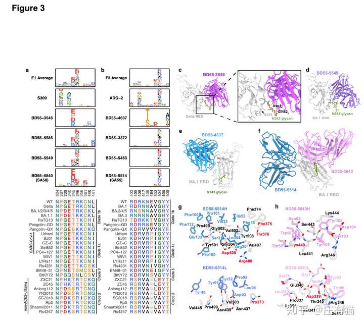 如何评价北大谢晓亮教授“中和抗体”最新研究成果以及对成药的信心？ - 知乎