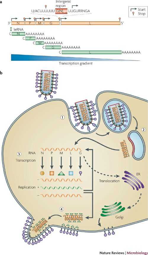 单链DNA、RNA病毒正负链与对应繁殖方式是怎样的 ？ - 知乎