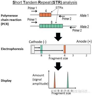 细胞STR鉴定是什么？ - 知乎