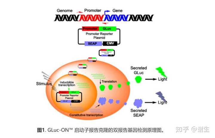 已知启动子序列怎么预测转录因子呢？ - 知乎