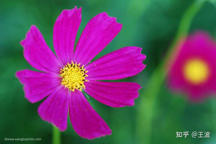 尼康d610和佳能5d3选哪个好？ - 知乎