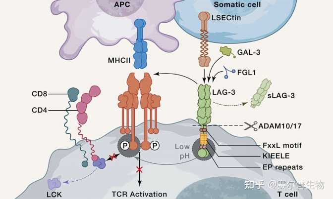 免疫检查点是什么？ - 知乎