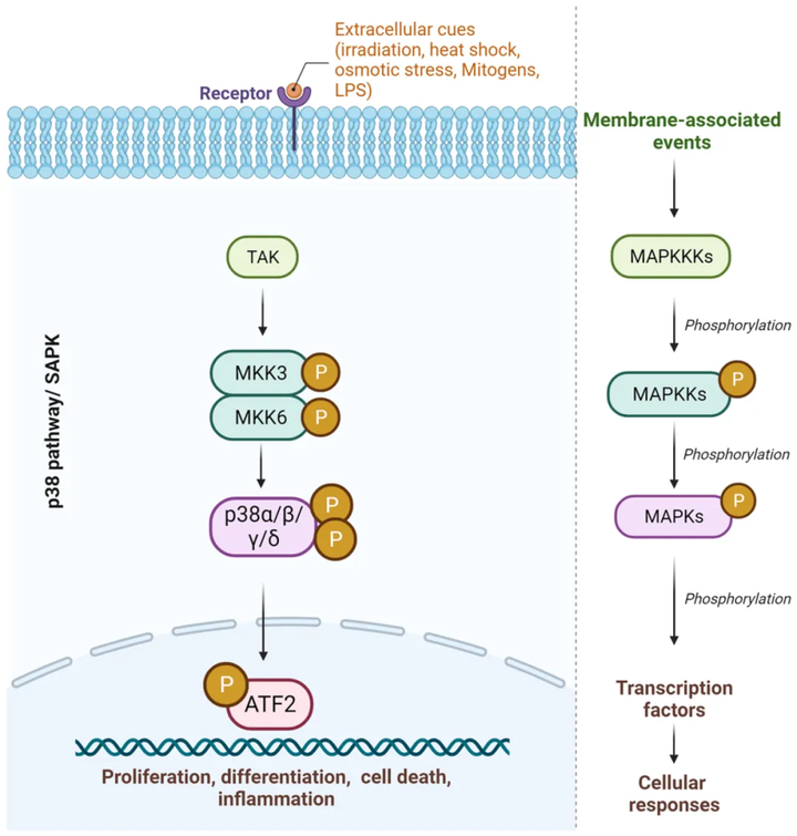 MAPK通路在癌症研究中的意义是什么？ - 知乎