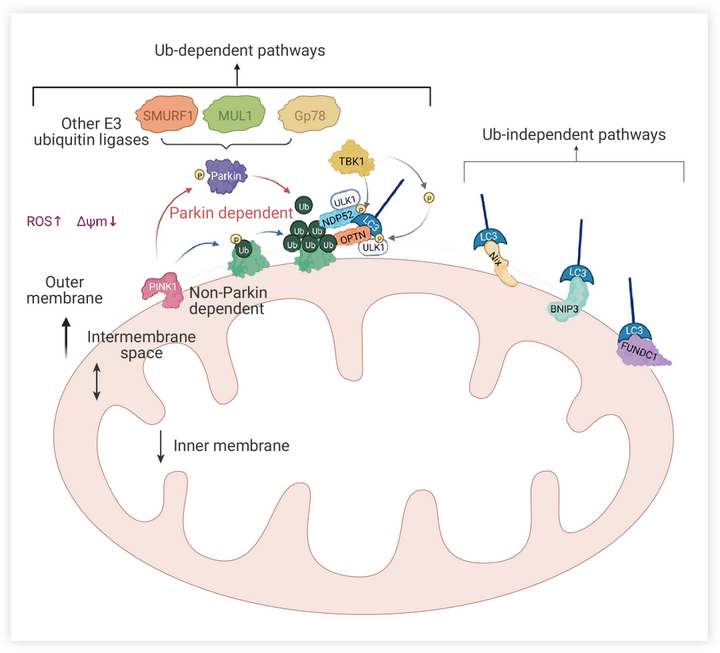 线粒体自噬的机制及检测方法是什么？ - 知乎