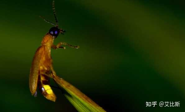 网传萤火虫被列为国家保护动物，真实情况如何？曾经农村随处可见为何变得罕见了？ - 知乎