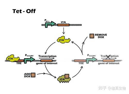 什么是Tet off系统? - 知乎
