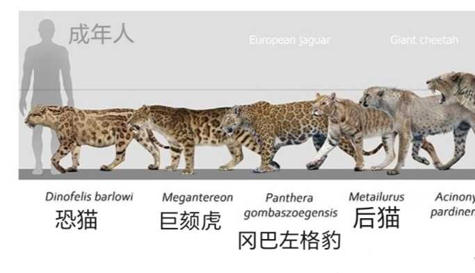 剑齿虎和剑齿猫分别是什么物种，又有什么区别? - 知乎