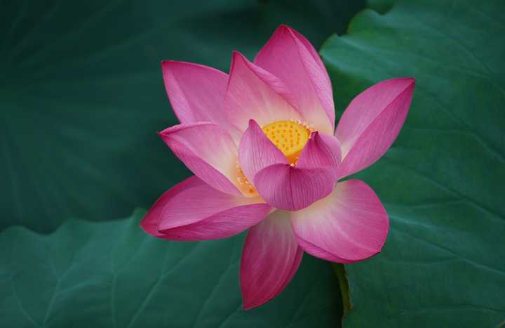 索尼 18135 镜头的拍照表现怎么样？ - 知乎