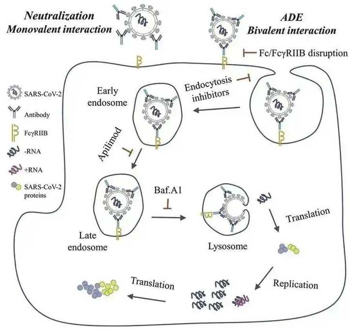 抗体的Fc段于FcR结合能发挥调理作用，ADCC等作用? - 知乎