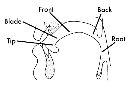 tip, blade, front and back of the tongue分别指哪里？ - 知乎
