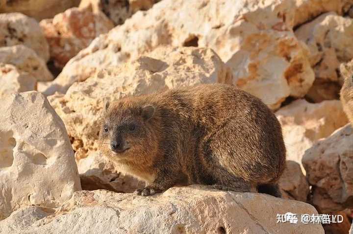 岩蹄兔能进化成大象吗? - 知乎
