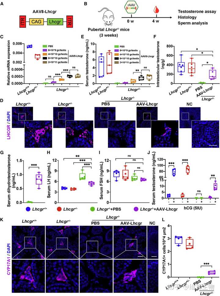 AAV介导的基因治疗有效恢复小鼠生育能力，对此你怎么看？ - 知乎