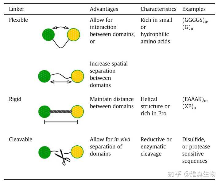 什么是融合蛋白接头Linker？ - 知乎