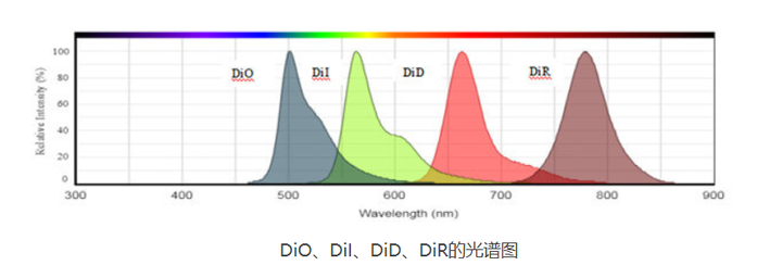 DiI、DiO、DiD、DiR 这些亲脂性细胞膜染料分别用于什么实验？ - 知乎