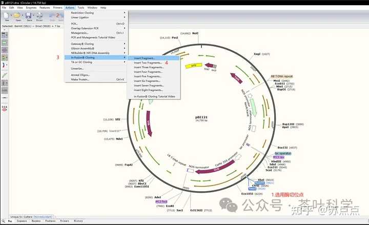 snapgene如何插入目的基因? - 知乎