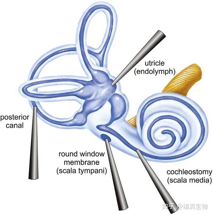 AAV靶向内耳的注射方式有哪几种？ - 知乎