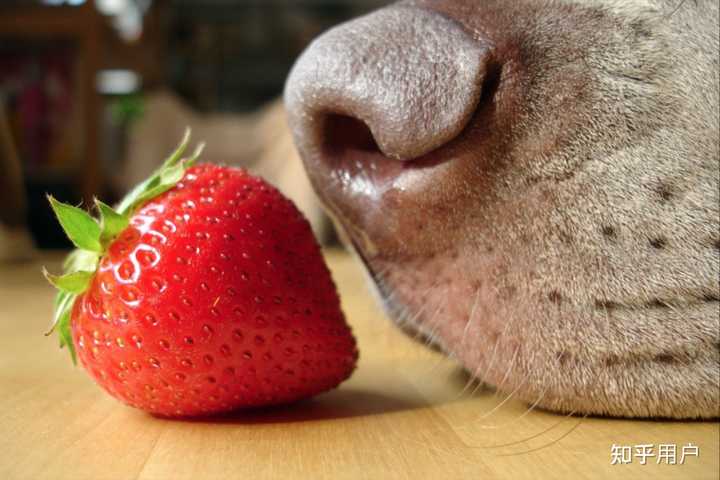 Sniff 和 Snuff在用法和意义上有什么区别？ - 知乎